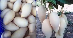 Thai Variety White Mango Original Grafted Healthy Live Plant (Rare ...