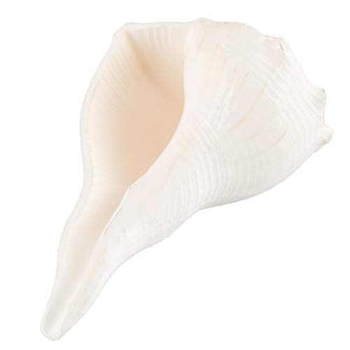 Rudraksha Mart Dakshinavarti shankh Narayan Shank | Natural ...