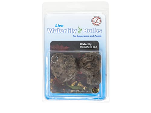 Why You Should Choose Betta Bulbs? - Animals Log