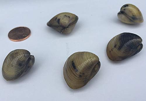 Amazon.com : 15 Live Freshwater Clam Pond Aquarium Filter Feeder Water ...