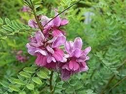 100 Indigofera tinctoria Seeds - Only Seeds | Indigo Plant for Natural ...