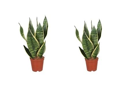 Planta La Espada De San Jorge