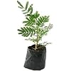 Shami patra plant,plant of shami patra (pack of 2) : Amazon.in: Garden ...