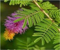 Shami Tree for Home & Garden – Sacred Plant of Strength & Protection ...