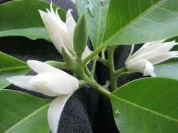 OXY GREEN PLANT® White Chempak, Velankae chafa,Michelia Champa,Son ...