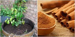 Gardening Paradise Garden Dalchini Plant - True cinnamon tree, Cinnamon ...