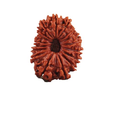 The Gallery Of Gemstones 17 Mukhi | 17 Face Nepal Rudraksha Natural Lab ...
