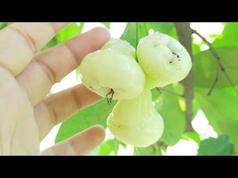 Dwarf Wax Apple Fruit Plant -Rose Apple Variety - Good Growing Wax ...
