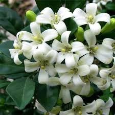 Murraya Paniculata,Kamini – Live Plant (Pack of 1) : Amazon.in: Garden ...