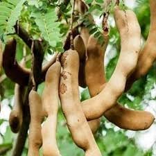Hari Giver Garden® Tamarind Thai Sweet Variety Imli Fruit Plants & Tree ...