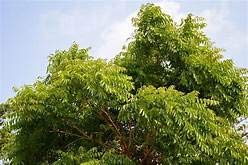 Kanak Nursery- Neem tree Azadirachta indica Medicinal 1 Healthy Live ...