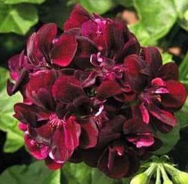Amazon.com: Double Flowering, Ivy League Burgundy Geranium Starter ...