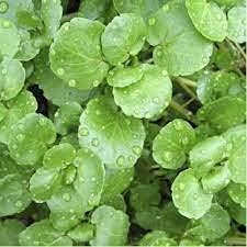 zumari 10 Watercress Plant Seeds : Amazon.co.uk: Garden