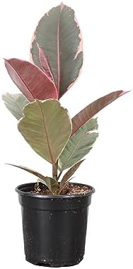 Amazon.com : Nature's Way Farms Ficus Burgundy Rubber, Live Plant, Easy ...