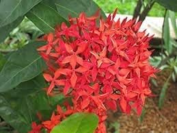 MITRAEE 100 semillas de flores raras de Ixora – Yaxa Colombia
