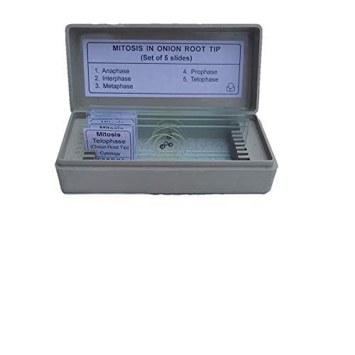 Jyoti Mitosis Onion Root Tip Slides Set -Set of 5 : Amazon.in: Garden ...