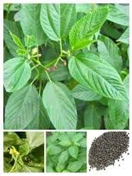 Saluyot Seeds (Also Known as Ewedu, Jute Leaf Mallow, Jew's Mallow ...