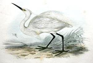 Amazon.com: Little Egret - Ardea garzetta : John Gould: Collectibles ...