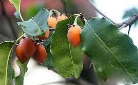 spanish cherry one year plant, maulsari, mimusops elengi : Amazon.in ...