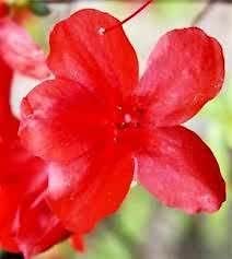 Amazon.com : Pixies Gardens Midnight-Flare-Hybrid Azalea Gorgeous Deep ...