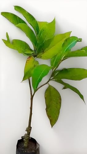 Golden Swarna Champa| Orange Swarna Champa|Sonchafa Flower |Michelia ...