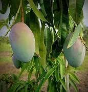 Original Hybrid "Pusa Arunima Mango"Live plant GRAFTED Amba Plant Pack ...