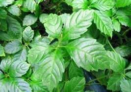 Amazon.com : MITRAEE 100pcs Gynostemma pentaphyllum Plant Seeds : Patio ...