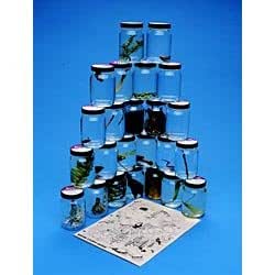 Amazon.com: Biome Set, Temperate Deciduous Forest, Set/24 : Toys & Games