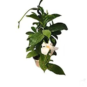 GREENLIVE TRADERS Mandevilla Flowering Creeper Plant (Pot Included ...