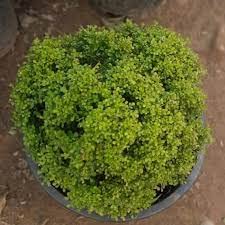 Uniquetree Table Kamini Live Plant (Canadian Variety Healthy Rare Plant ...