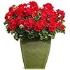 Bedding Plants, Geranium 'Deep Scarlet', 40 x Full Plant Pack, Geranium ...
