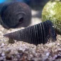 Amazon.com: Telescopium telescopium "Telescope Snail" : Toys & Games