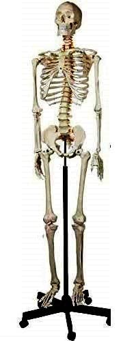 BNR EXPORTS 5 feet Articulated Human Skeleton Model ( Premium )With ...