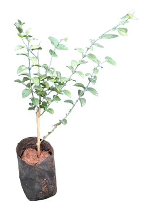 CooPany® Mullai Flower Plant/Mullai Healthy Live Plant With Safe ...