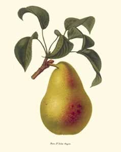 Amazon.com: Botanical Fruit Print: Pear Poire Dr. Jules Guyot : Home ...