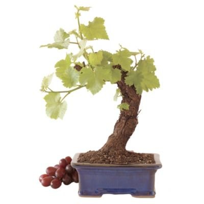 Amazon.com: Living Grapevine Bonsai : Patio, Lawn & Garden