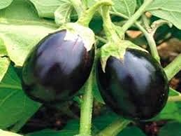 Vegetable Seeds Brinjal Black Beauty Round Seeds - Brinjal Cluster ...