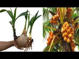 Maa tara green house - all season grafted hajari coconut fruit tree ...