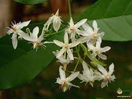 VENUS-ONLINE Dunta Pala Medicinal Plant -2 Healthy live plant : Amazon ...