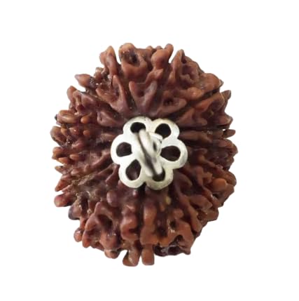 Venus Gems Gallery A1 Premium 13 Mukhi Rudraksha Nepali 13 Face ...