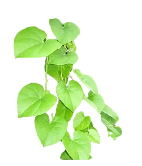 MANISHA'S DAFFODILS Giloy Plant, Tinospora cordifolia,Gulvel Plant ...