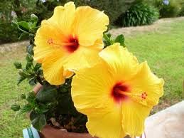 Maa tara green house - all time grafted beautiful yellow& red ...