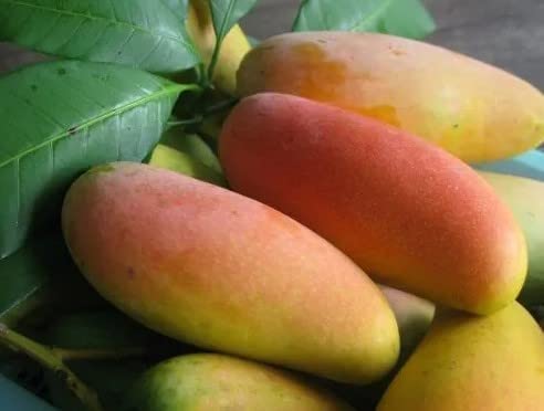 Linaa Mango Thai Catimon Katimon All month Sweet Fruit For Round the ...