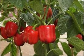 ARIYA Live Plant Capsicum Plant Mirchi Capsicum Plant Vegetable Plant ...