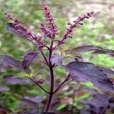 Seed Wala Krishna Tulsi Seeds "Holy Basil" |100 Plant Seeds Packet ...