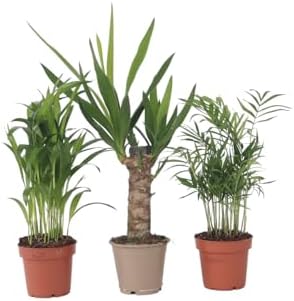 Plant in a Box - Palmiers d'intérieur XL- Mélange de 3 plantes ...