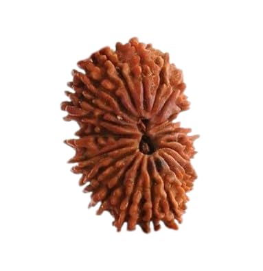DeepMines Wonderful Deel Lines Rudraksha 21 Mukhi Original Nepal ...