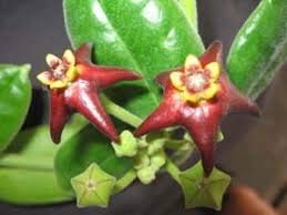 Hoya Ciliata Black Very Rare Exotic Plant : Amazon.in: Garden & Outdoors