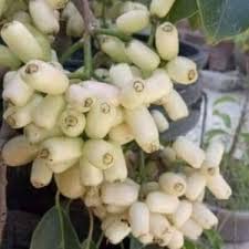 White Jamun Plant Hybrid White Jambolan, Sada Jam Grafted Healthy Live ...