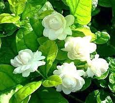 Arabian Jasmine - Gundu Malli Plant : Amazon.in: Garden & Outdoors
